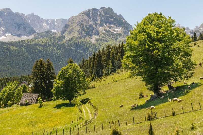 Alpine Landscape. Daylight. Under a Sprawling Tree a Herd of Sheep ...