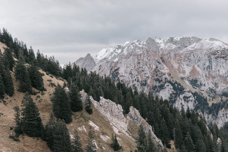 Alpine Majesty: Pine Trees and White Rocks in the Mountain Landscape ...