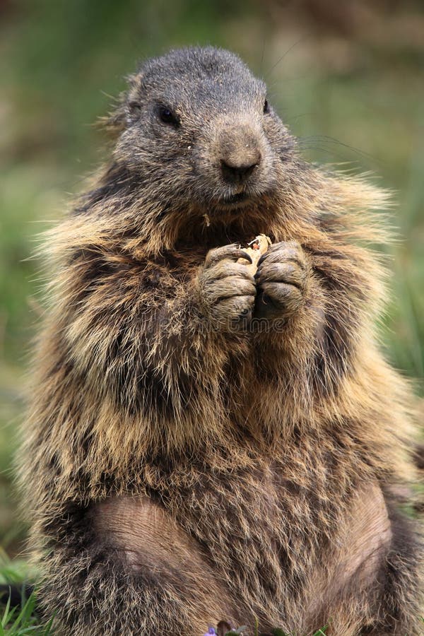 Marmots stock image. Image of nature, animal, marmot - 11206499