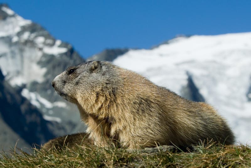 Alpine marmot stock image. Image of rodents, range, marmota - 20244335