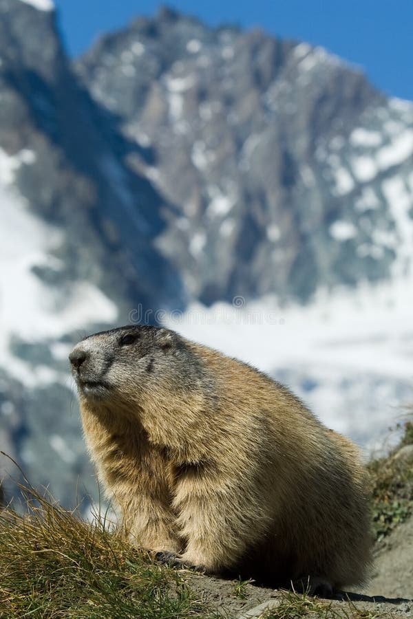 Alpine marmot stock image. Image of wildlife, rodent - 20244355