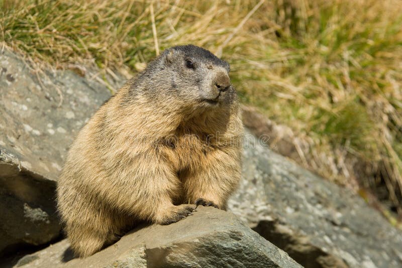 Alpine marmot stock image. Image of wildlife, rodent - 20244355