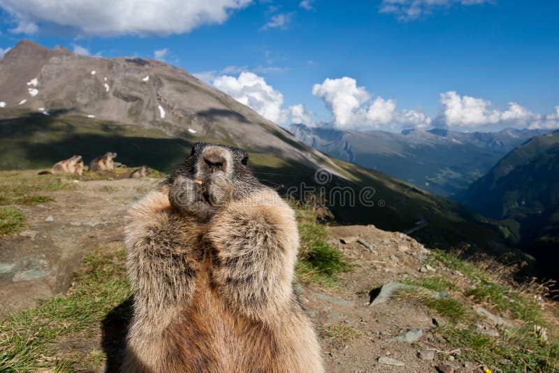 Alpine Marmot (Marmota Marmota) Stock Image - Image of claws, nature ...