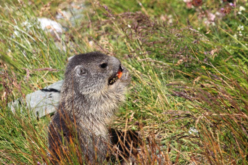 Alpine marmot stock photo. Image of adult, mammal, ground - 28297262