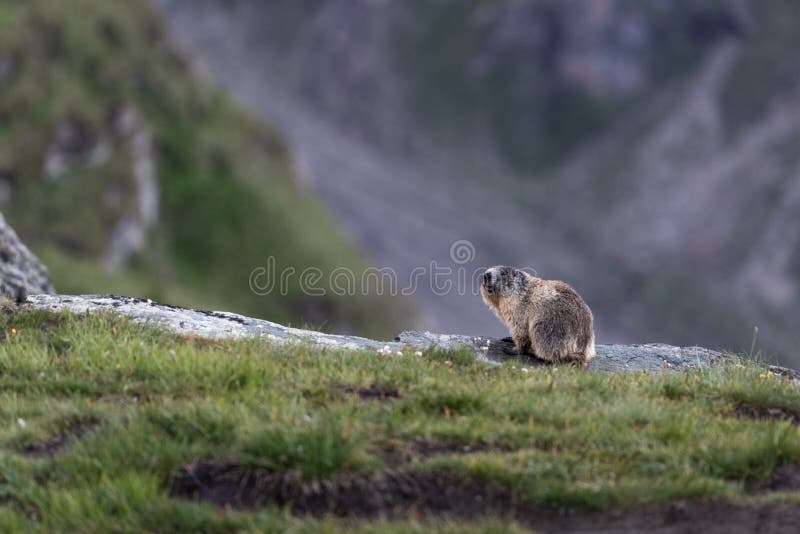 Alpine Marmot in the Austrian Alps during Summer Months Stock ...