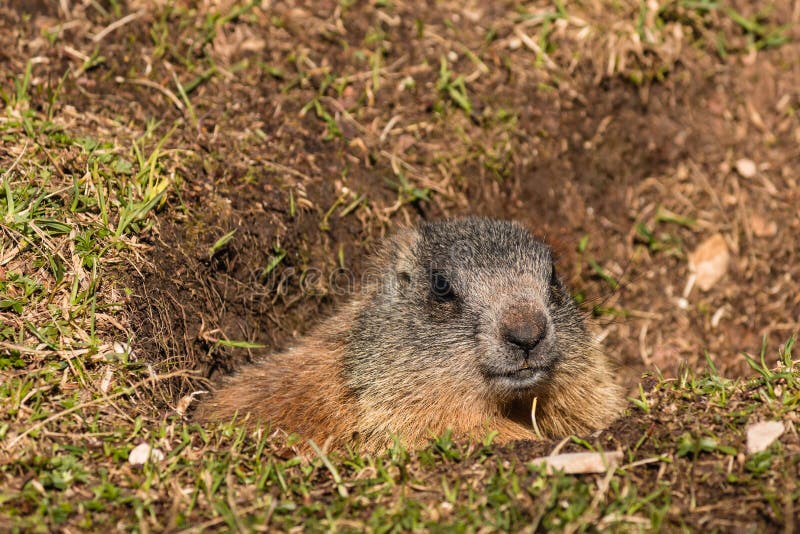Alpine marmot in burrow stock photo. Image of closeup - 60867592