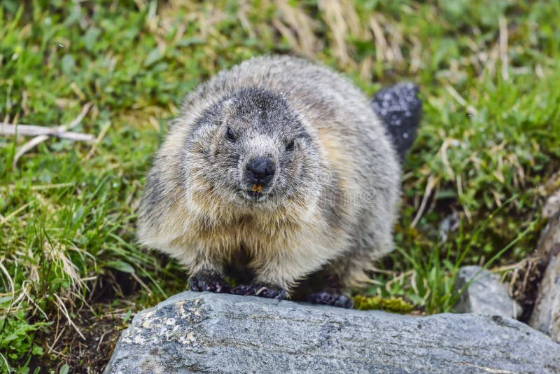 Alpine marmot stock image. Image of sciuridae, meadow - 55970053