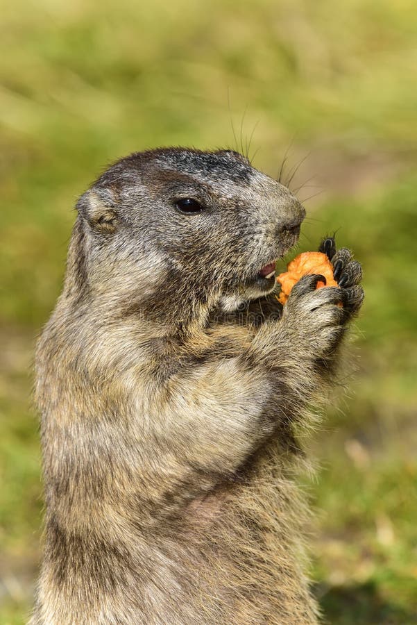 Alpine marmot stock photo. Image of fluffy, marmota, wildlife - 57375216