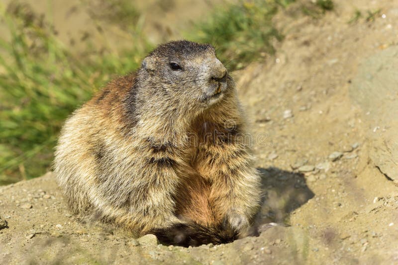 Alpine marmot stock photo. Image of portrait, fauna, brown - 57375472