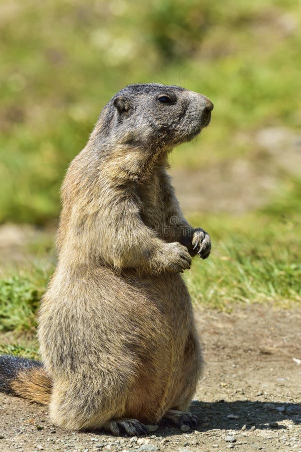 Alpine marmot stock photo. Image of mammalia, curious - 43021800