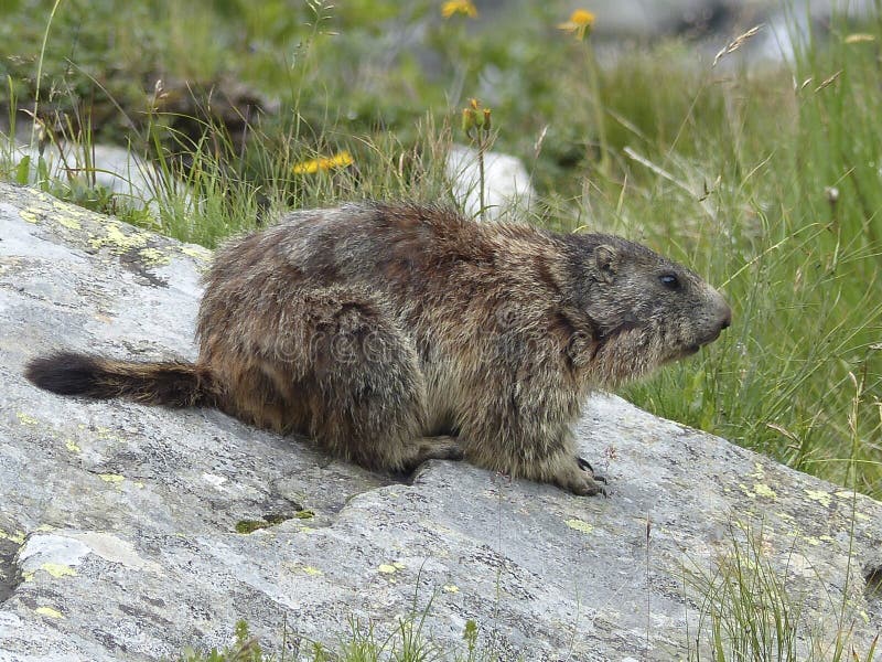 Alpine Marmot in High Mountains in Austria Stock Image - Image of ...