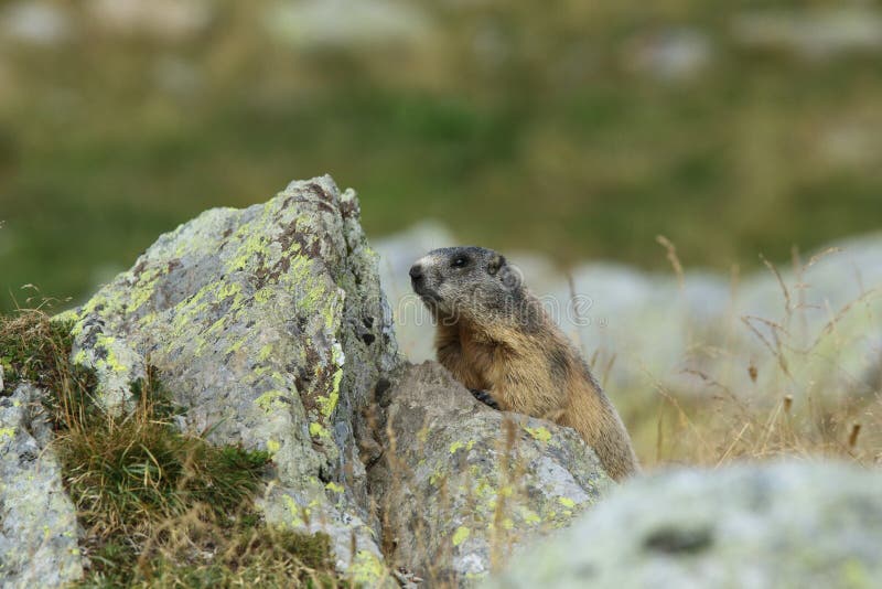 Alpine marmot stock image. Image of nature, grey, alps - 86762211