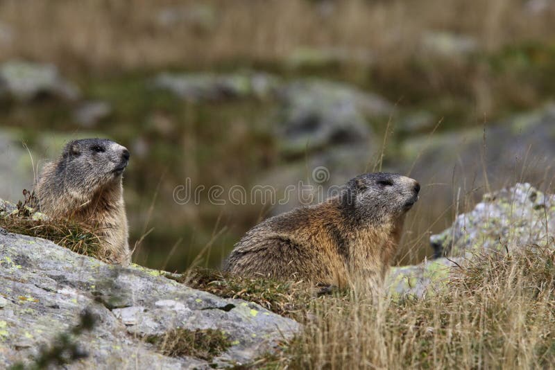 Alpine marmot stock image. Image of bald, little, hunt - 86762253
