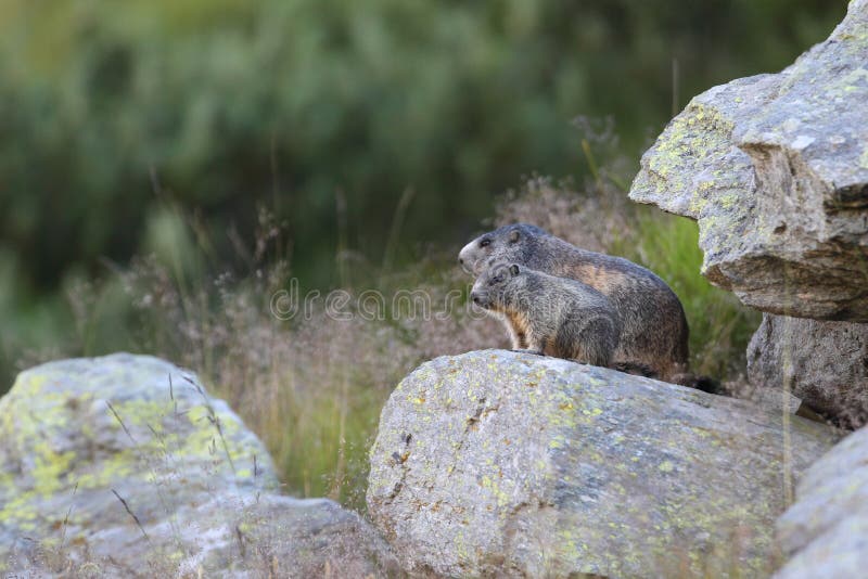 Alpine marmot stock photo. Image of prey, lesser, mating - 86762322