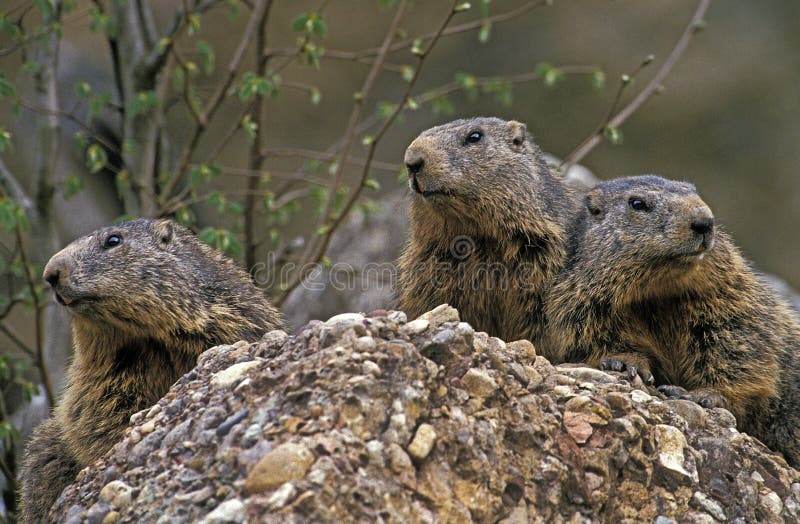 Alpine Marmot, Marmota Marmota, Adults Standing on Rocks Stock Image ...