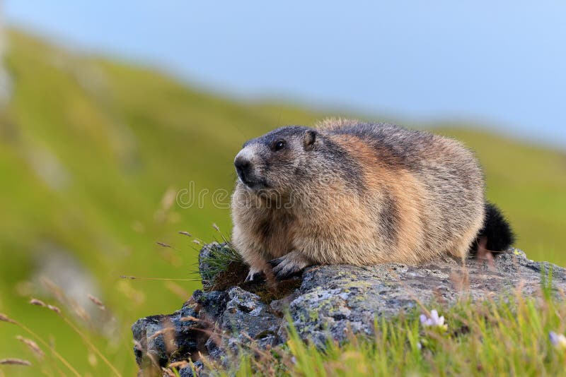 Alpine Marmot (Marmota Marmota) Stock Image - Image of claws, nature ...