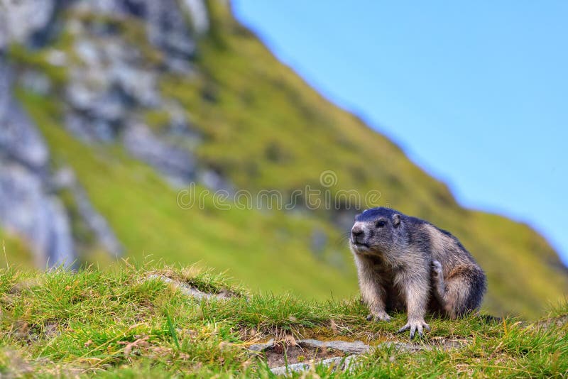 Alpine Marmot (Marmota Marmota) Stock Image - Image of claws, nature ...