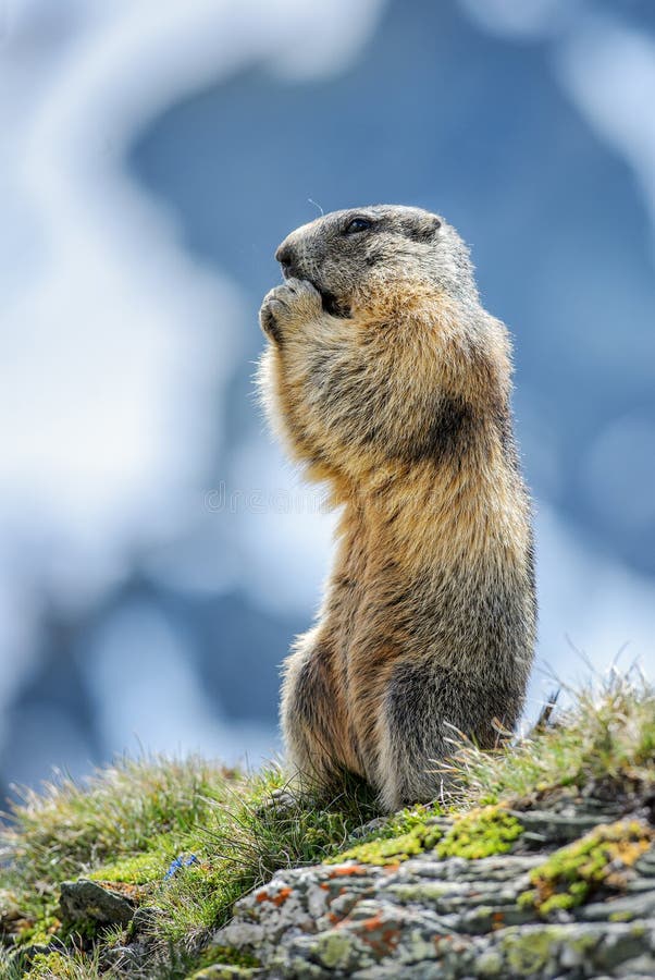 Alpine Marmot - Marmota Marmota, Alps, Austria Stock Photo - Image of ...