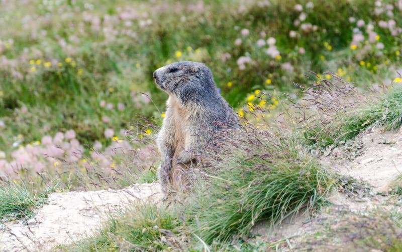 Alpine marmot stock image. Image of grey, marmot, nature - 61673333