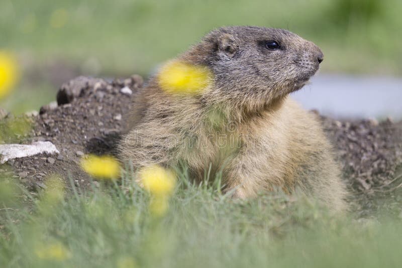 Alpine Marmot in the Natural Environment. Dolomites Italy. Stock Image ...