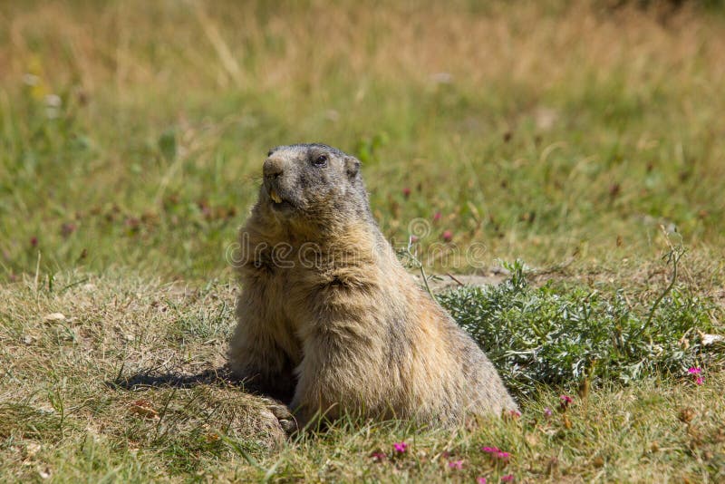 An Alpine Marmot Sitting on the Ground Stock Photo - Image of stunning ...
