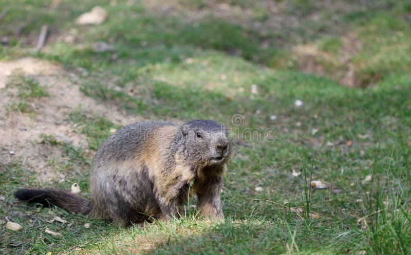 Alpine Marmot Standing in the Green Grass Stock Photo - Image of alpine ...