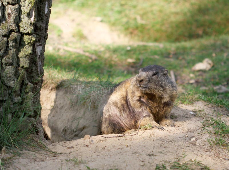 Alpine Marmot Standing on the Sand Stock Photo - Image of brown, mammal ...