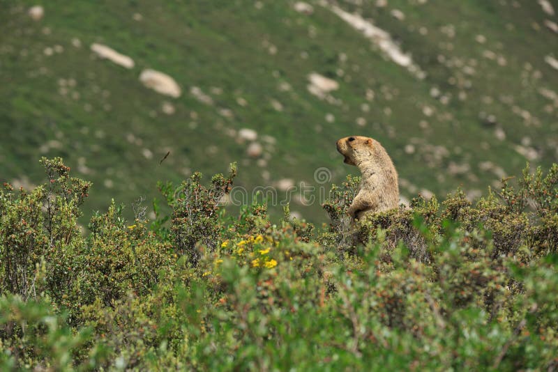Alpine marmot standing stock image. Image of mammal - 105525753