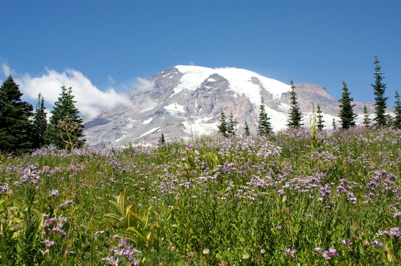 Alpine Meadow stock image. Image of park, snow, mountain - 12168549