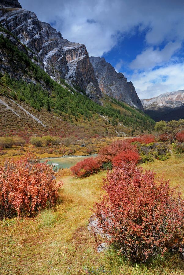 Alpine meadow stock photo. Image of travel, green, reserve - 16741078
