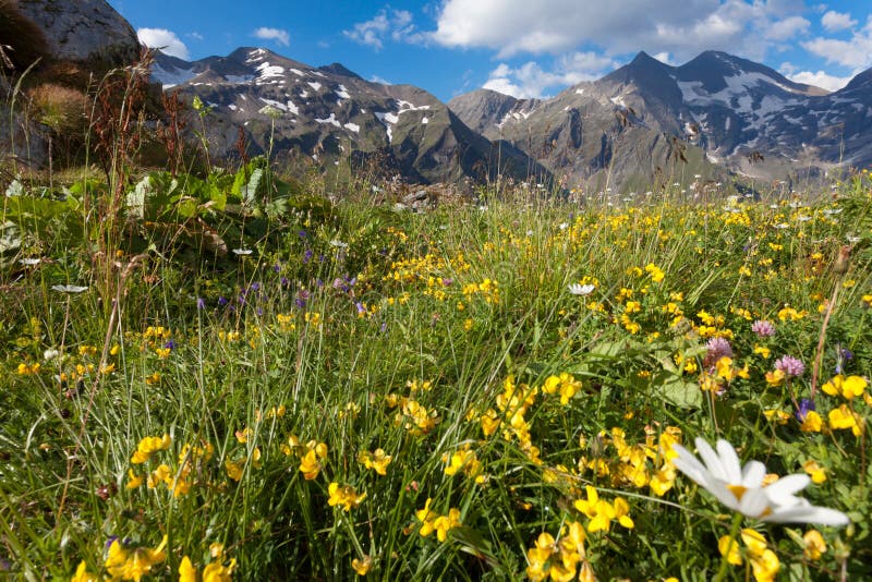 Alpine meadow stock photo. Image of environment, alps - 27013004