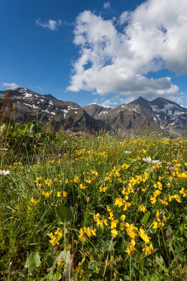 Alpine meadow stock image. Image of grass, environment - 27013081