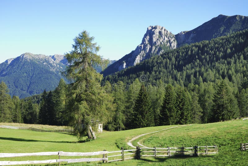 Alpine Meadow stock photo. Image of tree, italy, idyll - 28619064