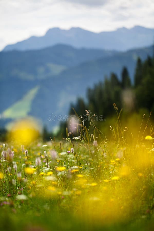 Alpine Meadow stock image. Image of mountains, herbage - 29403961