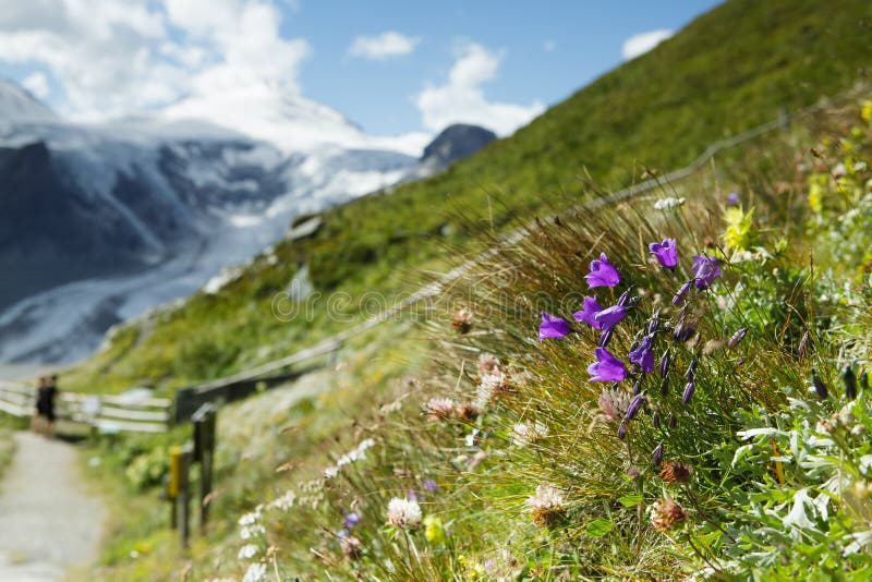 Alpine Meadow stock photo. Image of mountains, violet - 29404230