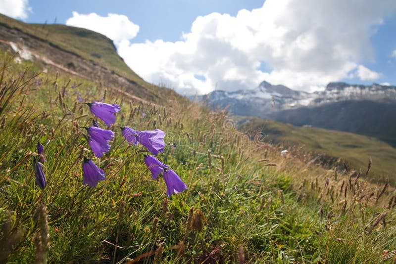 Alpine meadow stock photo. Image of mountain, park, green - 3212512
