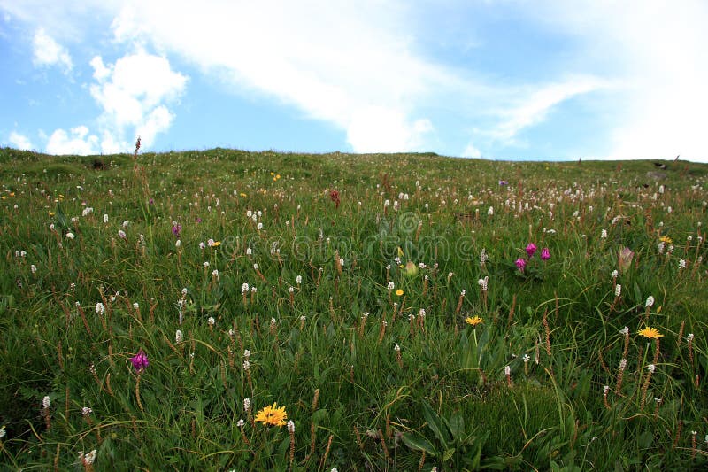 Alpine meadow stock photo. Image of aster, high, blossom - 6163904