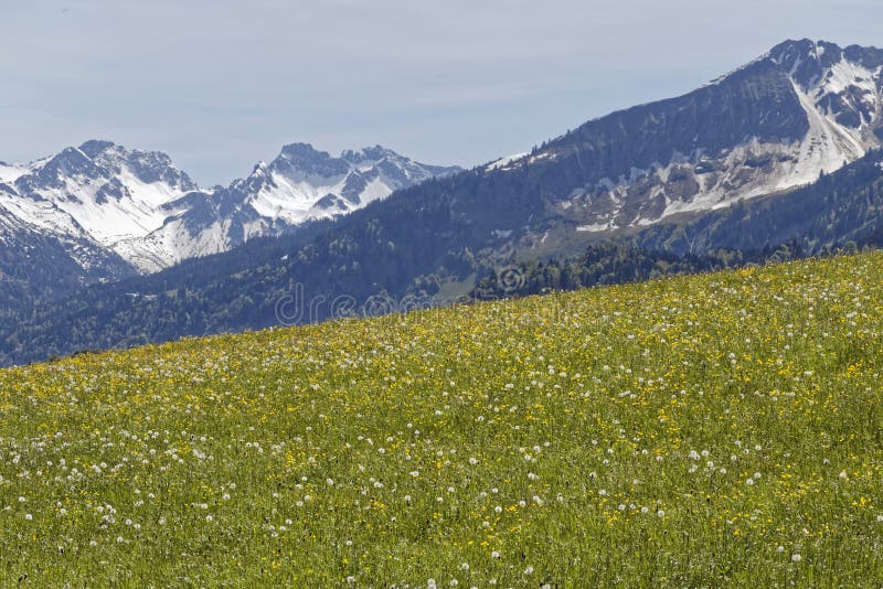 Alpine Meadow in the Austrian Alps Stock Image - Image of austrian ...