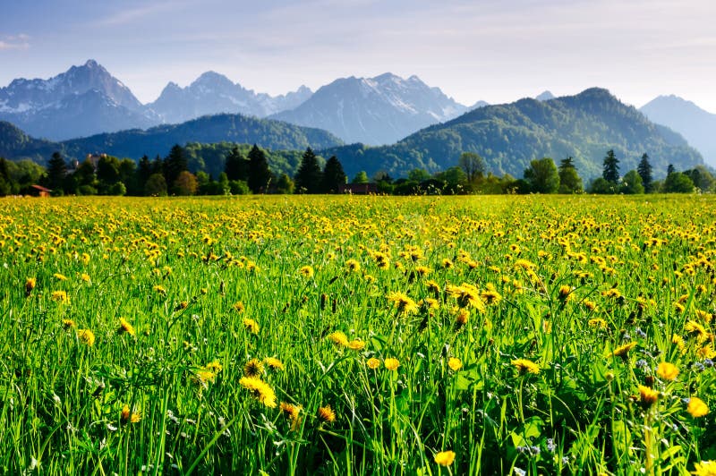Alpine Meadow Covered by Flowers Stock Photo - Image of german ...