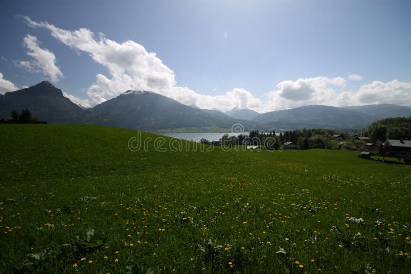 Alpine meadow stock image. Image of spring, alpine, dandelion - 35350853