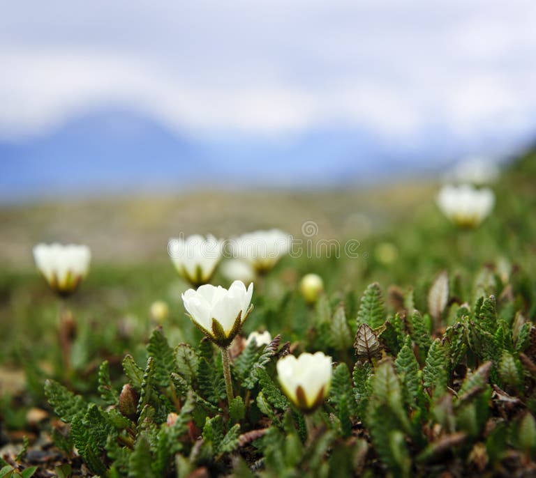 Alpine Meadow in Jasper National Park Stock Photo - Image of flowers ...