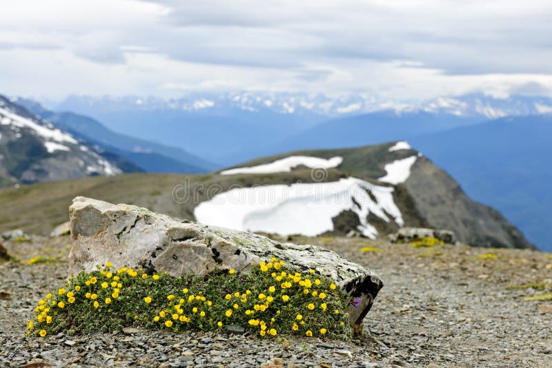 Alpine Meadow in Jasper National Park Stock Photo - Image of flowers ...