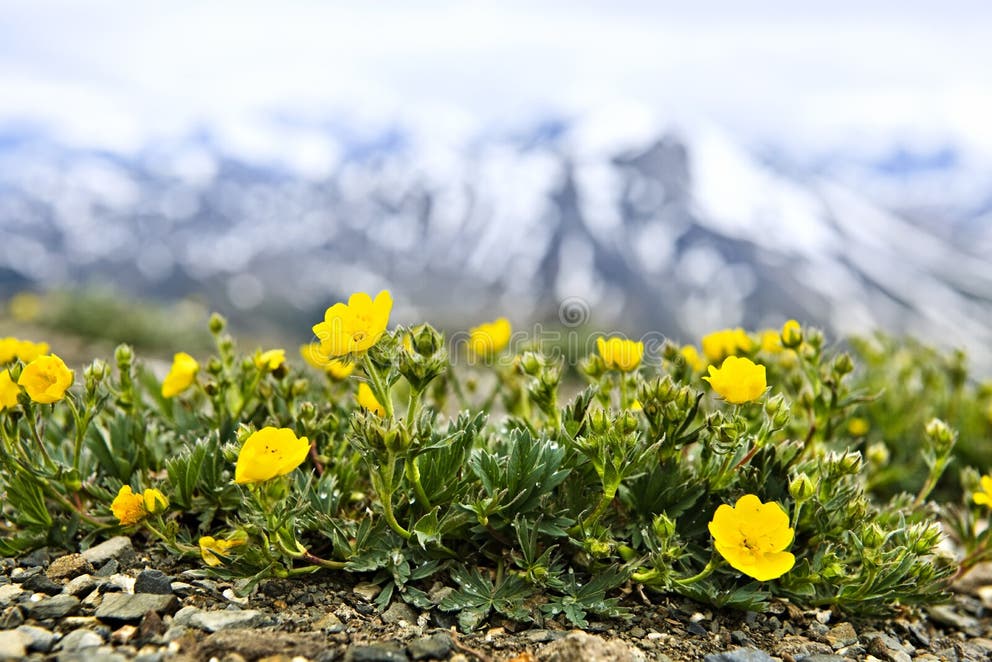 Alpine Meadow in Jasper National Park Stock Image - Image of rocky ...