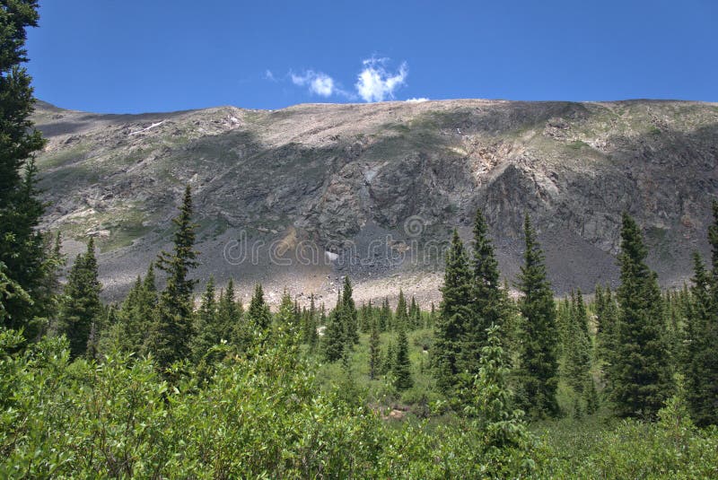 Alpine Meadow Just Below the Tree Line Stock Image - Image of mountain ...