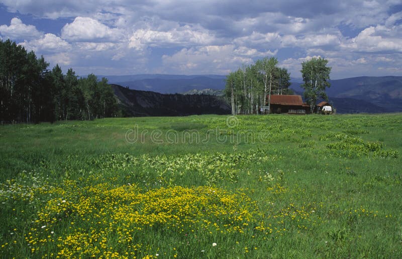 Alpine Meadow in the Rockies Stock Photo - Image of bloom, rocky: 3529340