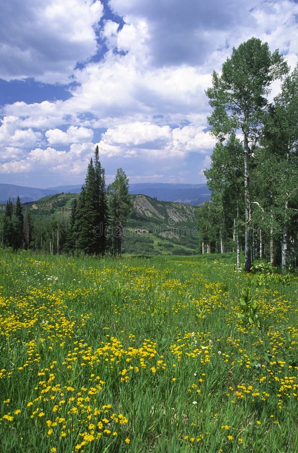Spring alpine stream stock image. Image of natural, morning - 4606595