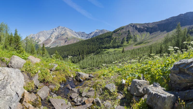 Alpine Meadow in the Rocky Mountains Alberta Canada Stock Photo - Image ...