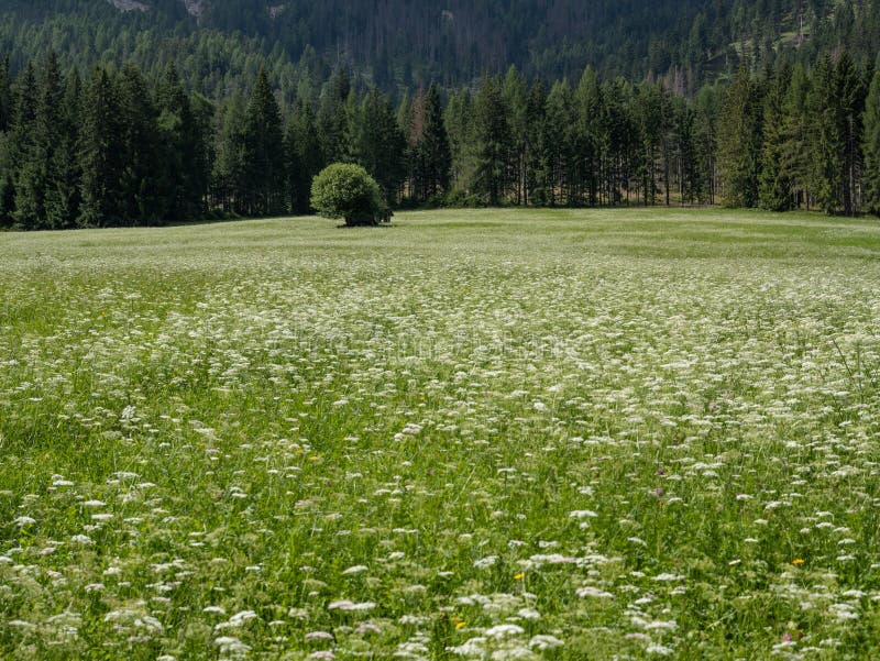 Alpine Meadow with Solitary Tree in a Sea of Wildflowers Stock Photo ...