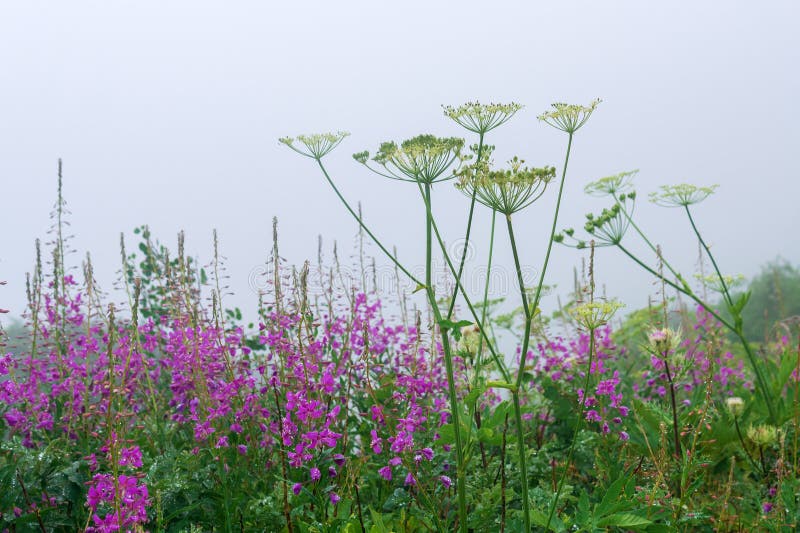 Alpine Meadow Vegetation on a Mountain Slope Inside a Cloud Stock Image ...