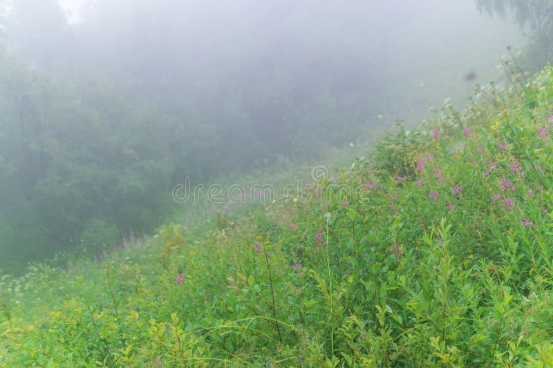 Alpine Meadow Vegetation on a Mountain Slope Inside a Cloud Stock Photo ...